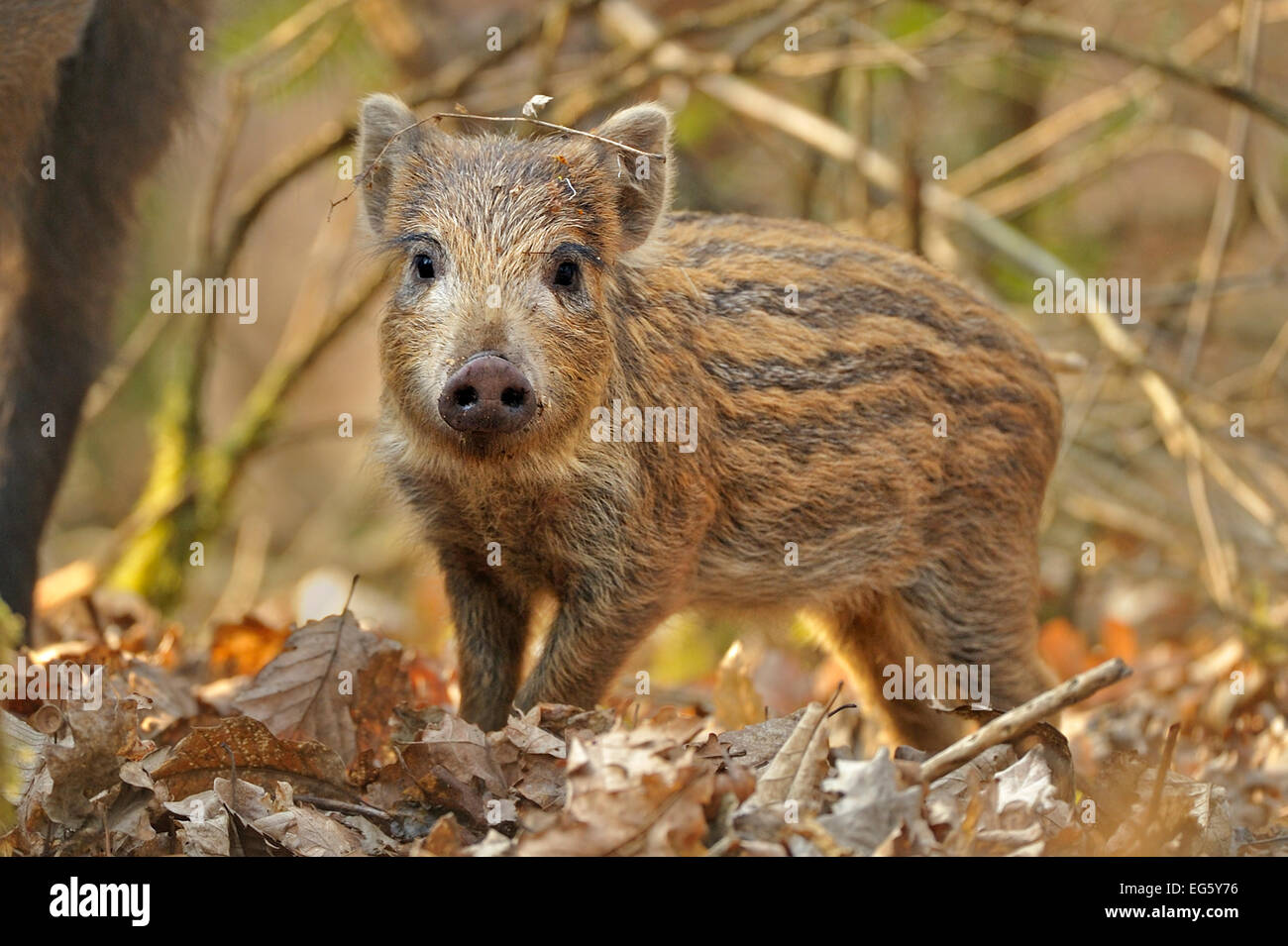 Young boar england hi-res stock photography and images - Alamy