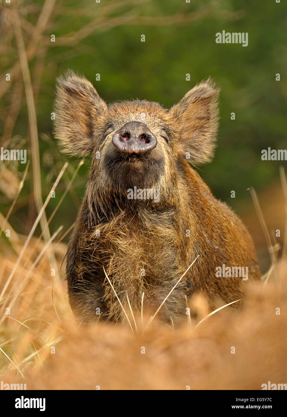 Sniffling hi-res stock photography and images - Alamy