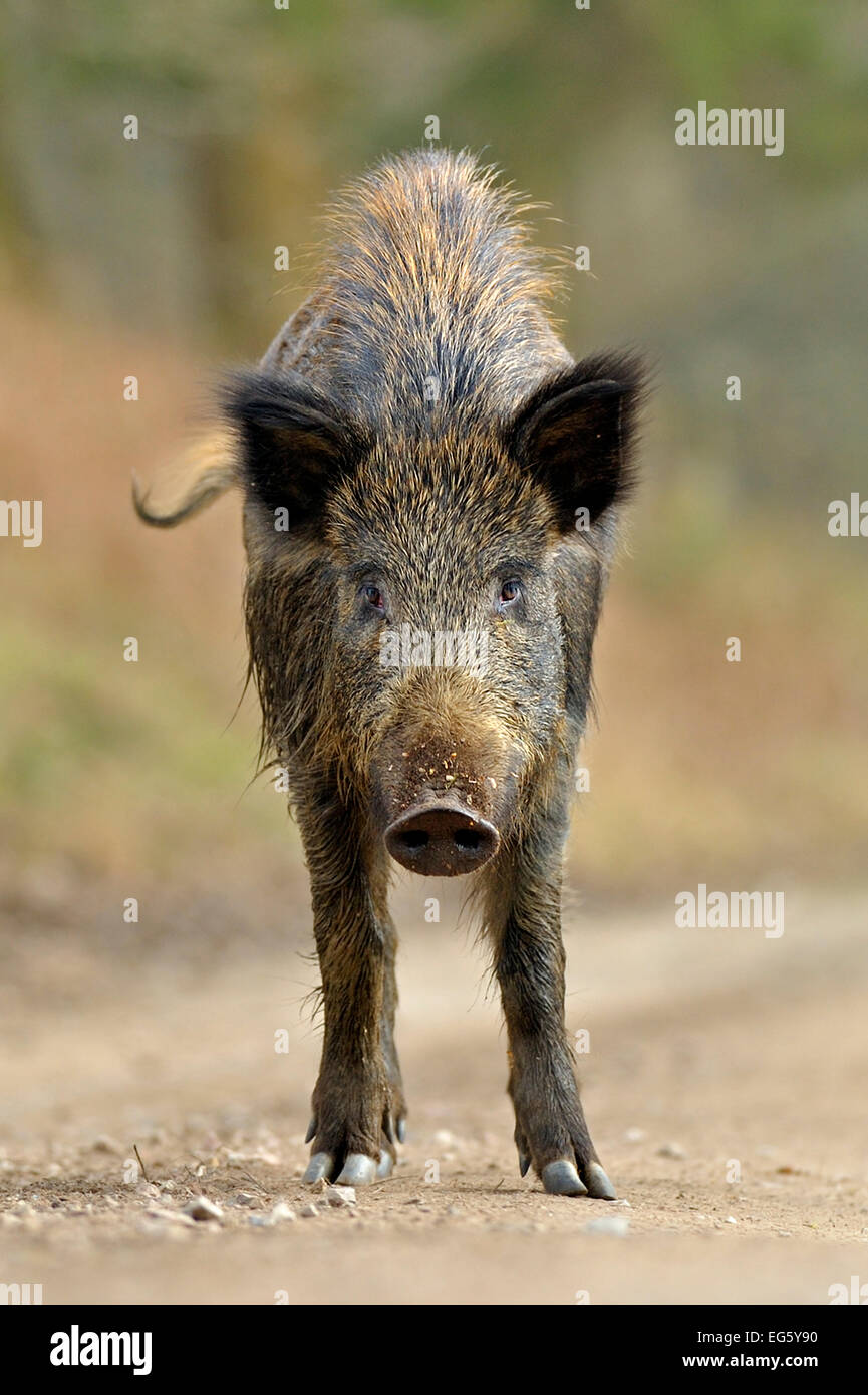 Wild boar (Sus scrofa) female on forest track, Forest of Dean ...