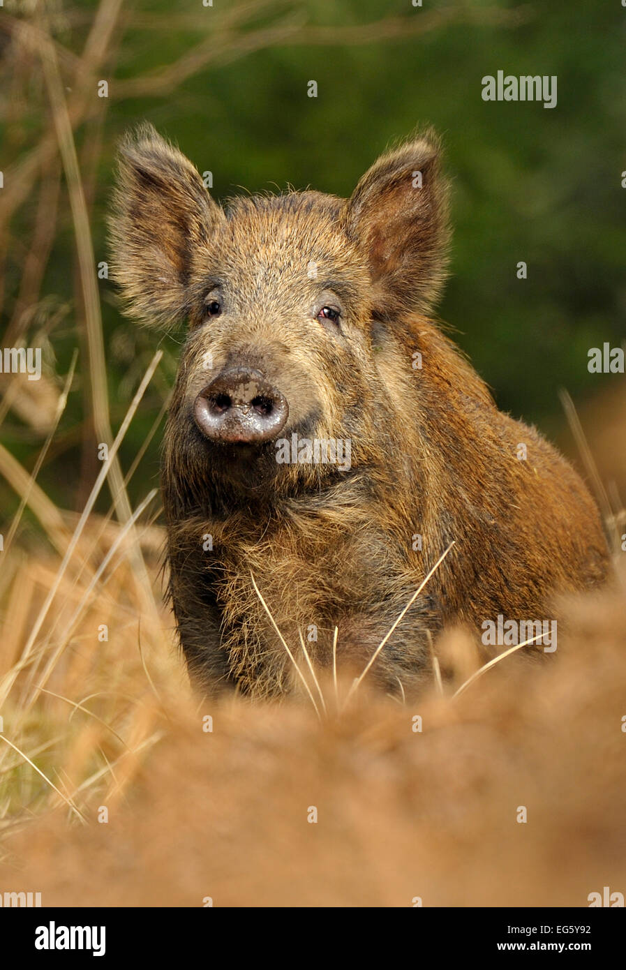 Wild boar (Sus scrofa) female, Forest of Dean, Gloucestershire, UK ...
