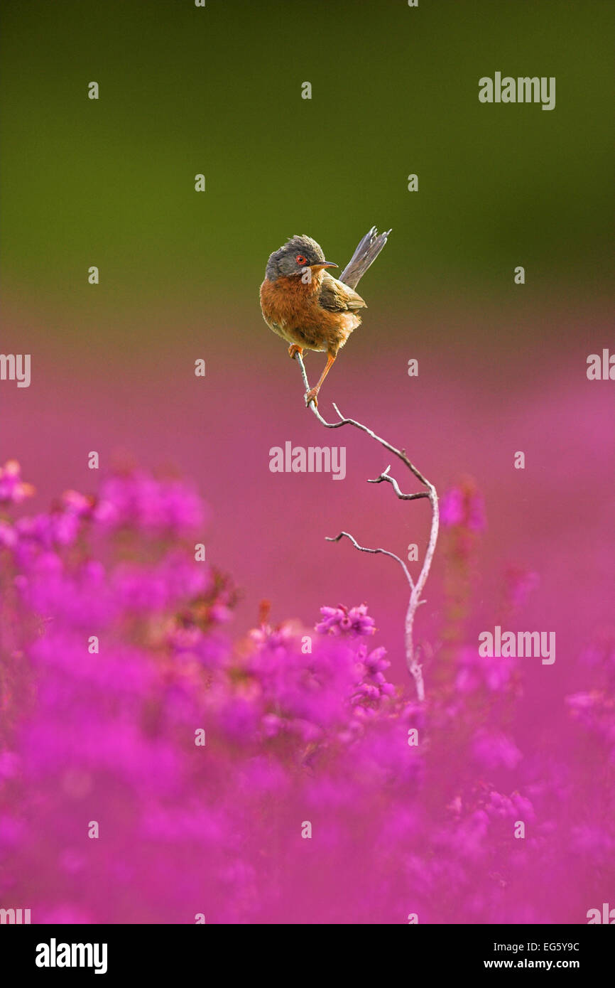 Dartford warbler (Sylvia undata) perched on Heather twig, Arne RSPB ...