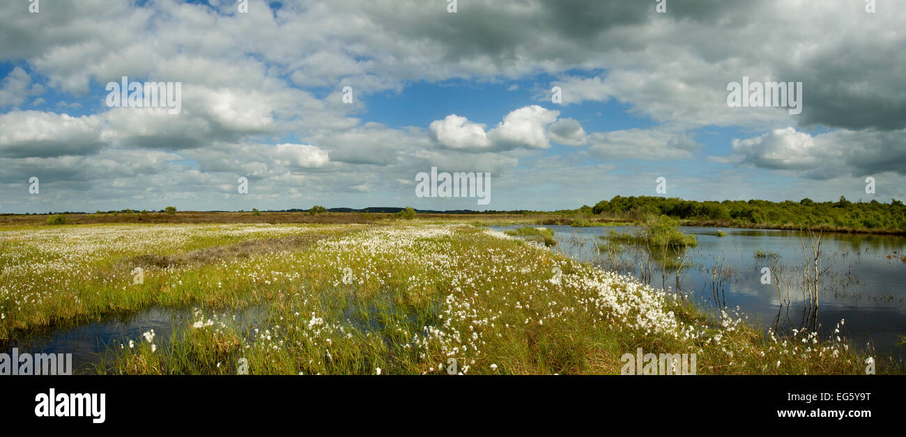 Bog cotton ireland hi-res stock photography and images - Alamy