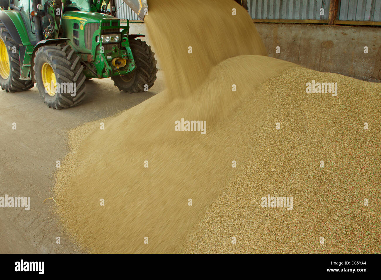 Harvested Barley (Hordeum vulgare) grain being unloaded into a storage ...