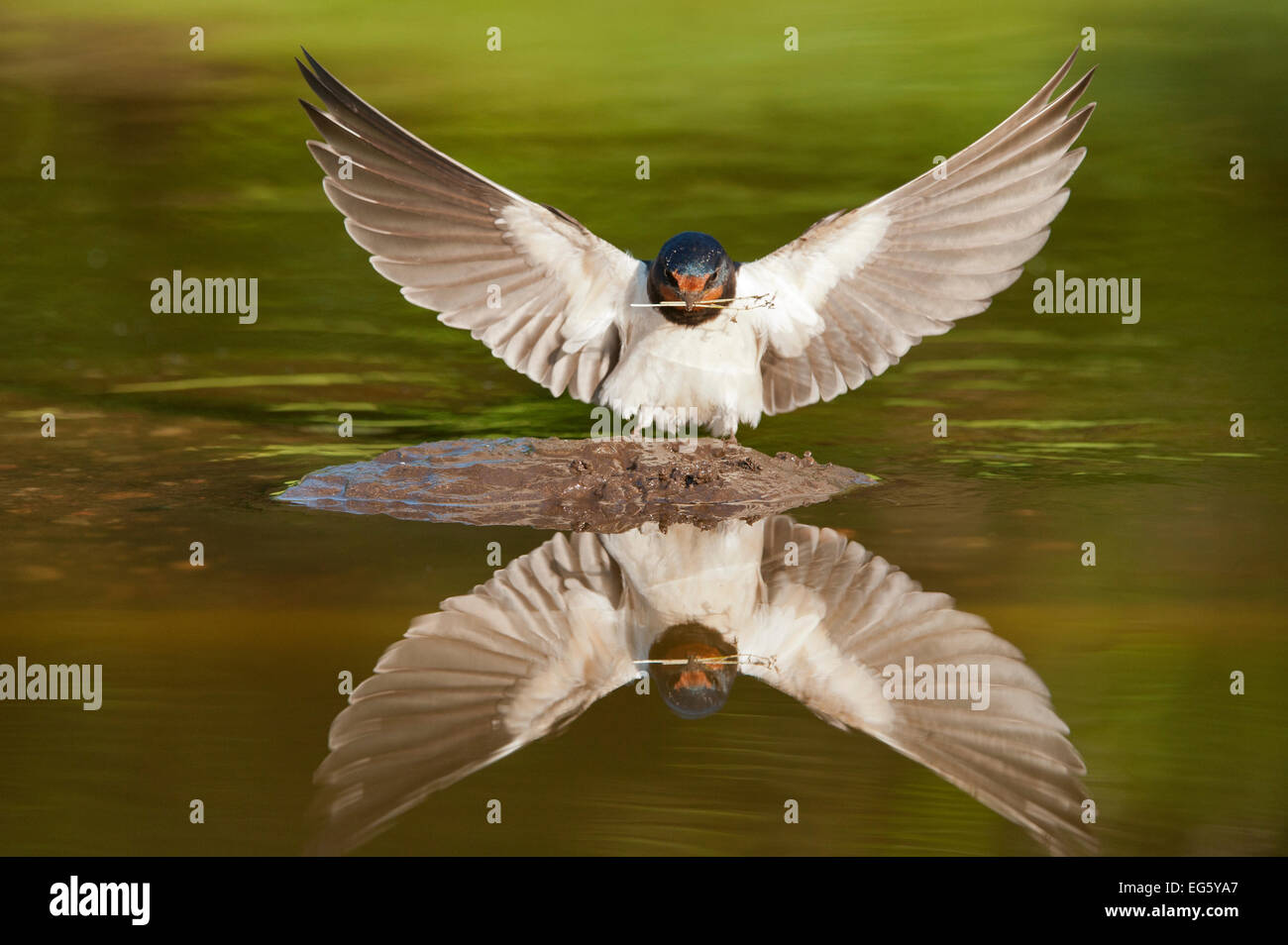 Swallow landing hi-res stock photography and images - Alamy