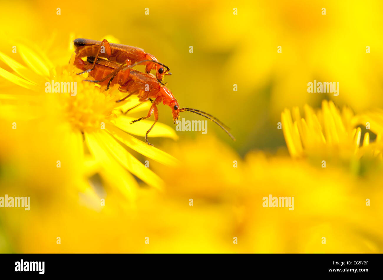 Common soldier beetles mating hi-res stock photography and images - Alamy