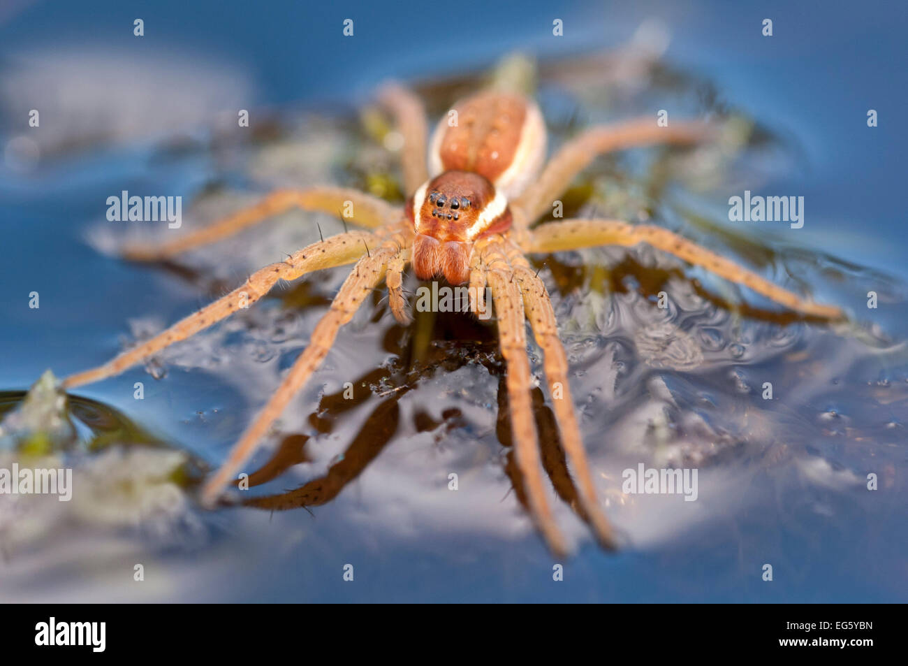 Raft spider (Dolomedes fimbriatus) on water, Arne RSPB reserve, Dorset ...