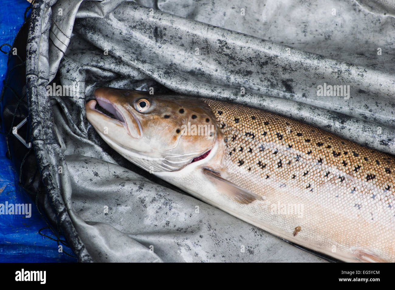 Captured Atlantic salmon (Salmo salar) awaiting tagging by Tweed ...