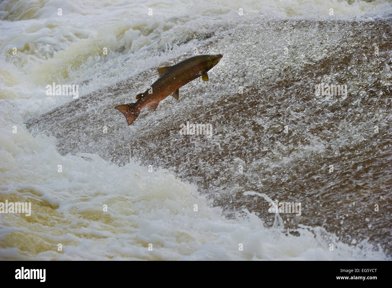 Atlantic salmon (Salmo salar) leaping up the cauld at Philphaugh Salmon ...