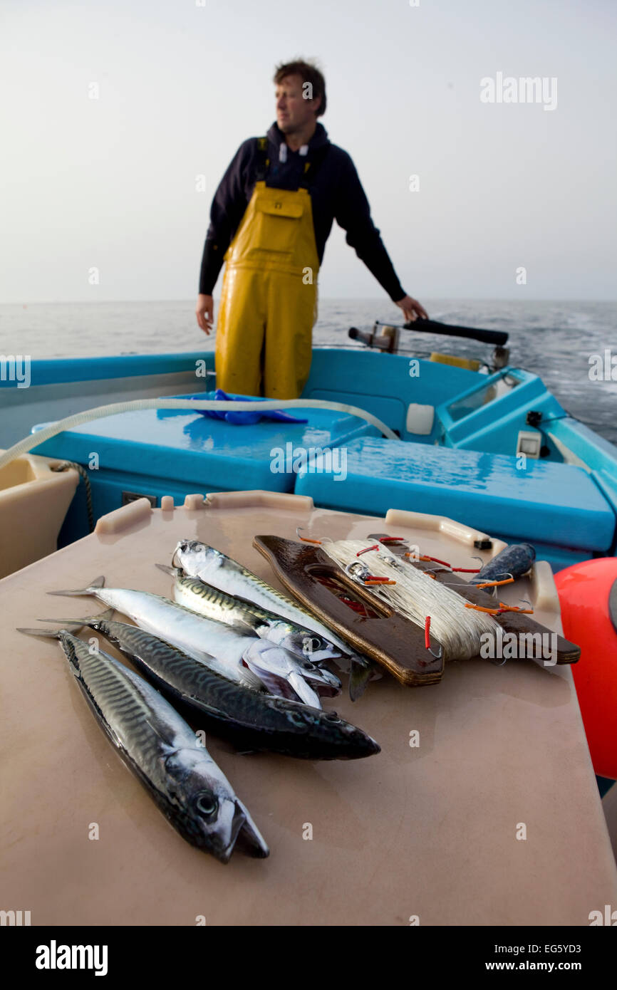 Handline caught Atlantic mackerel (Scomber scombrus), on a small ...