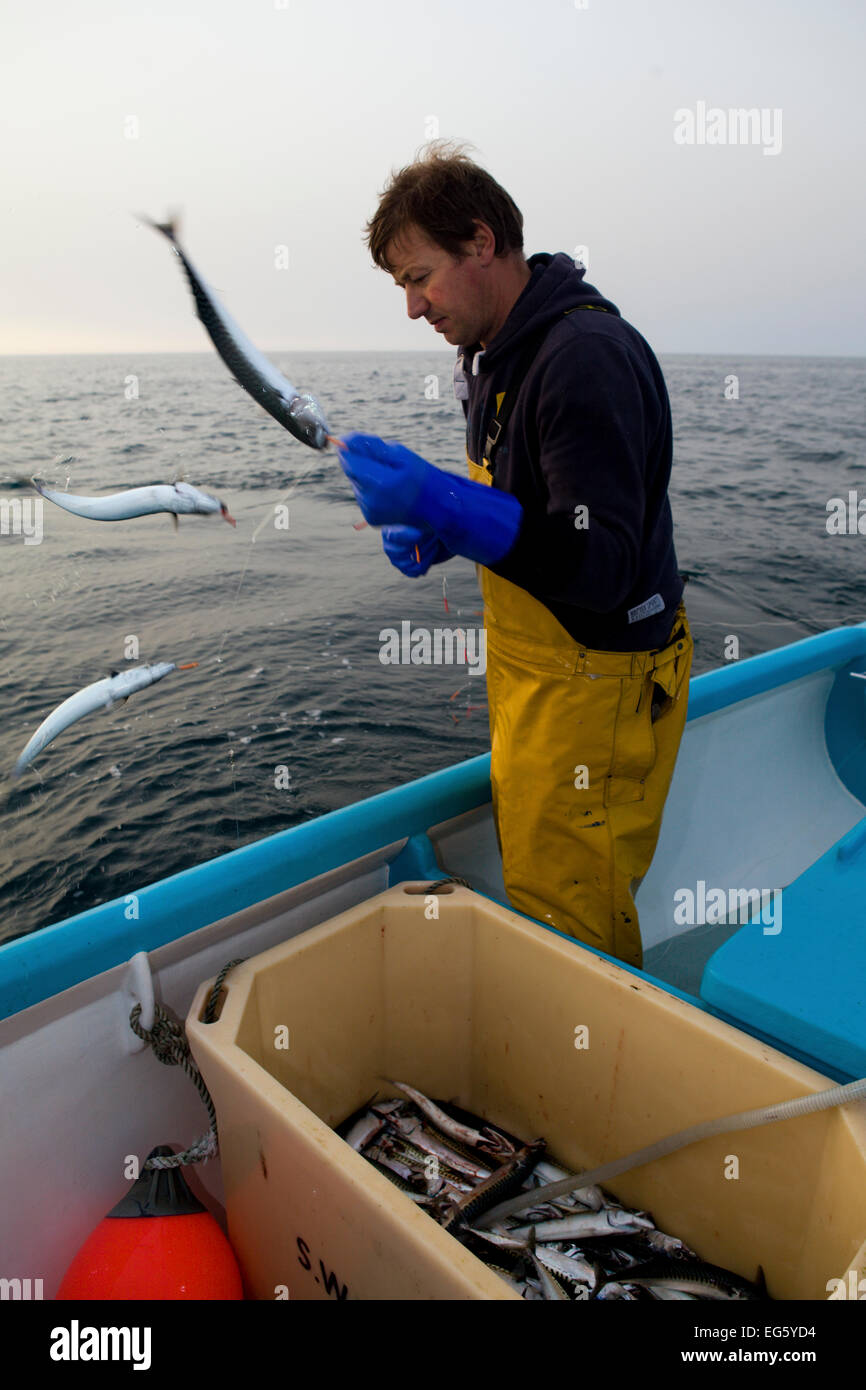 Fisherman handlining for Atlantic mackerel (Scomber scombrus) from a ...