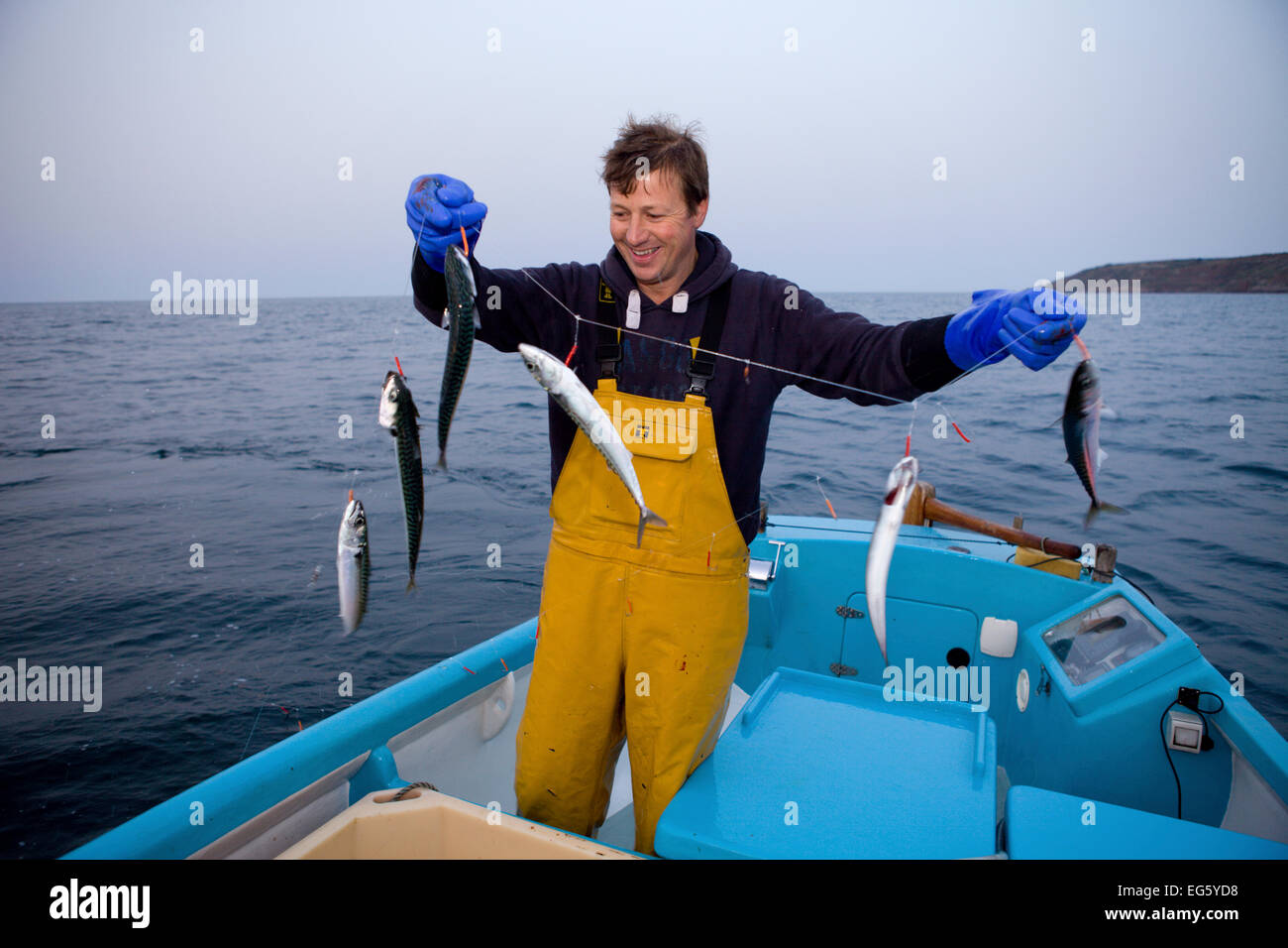 Fisherman handlining for Atlantic mackerel (Scomber scombrus) from a ...