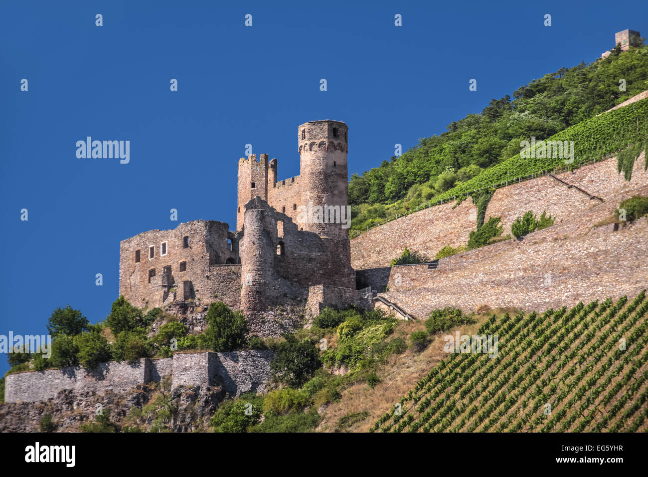 Ruin of castle Ehrenfels near Ruedesheim in the Rheingau, Hesse ...
