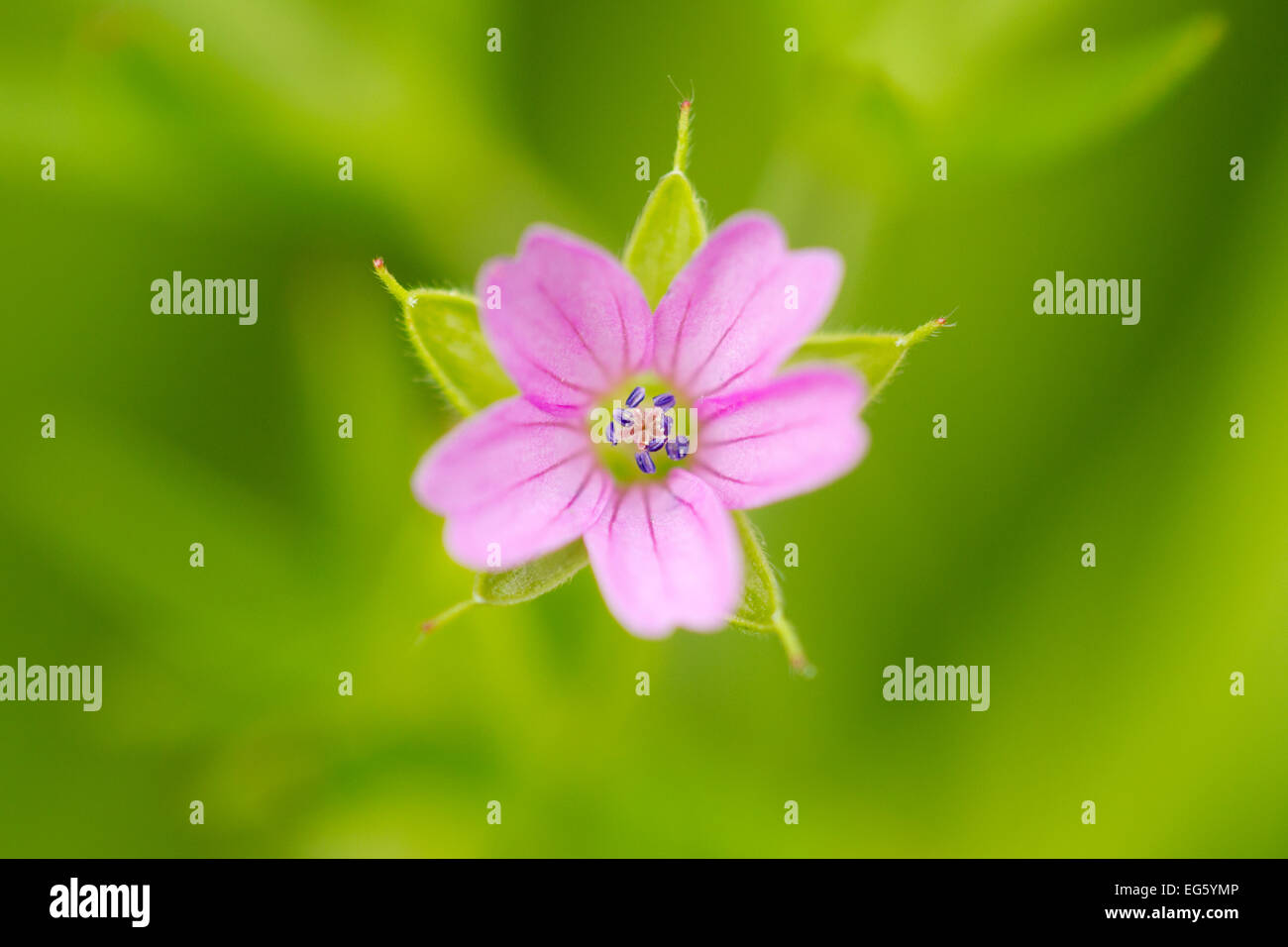 Geranium sp hi-res stock photography and images - Alamy