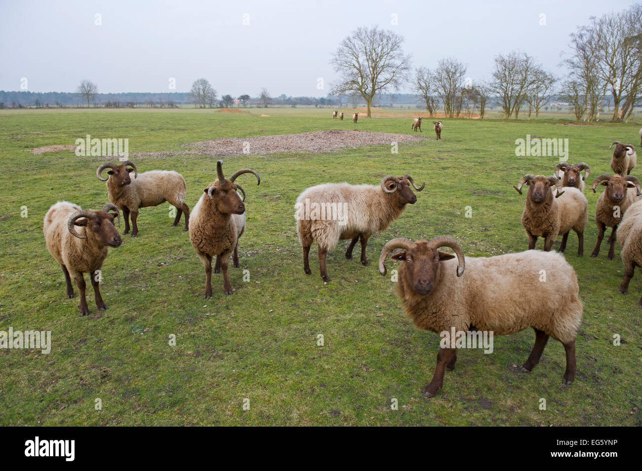 Manx loaghtan hi-res stock photography and images - Alamy