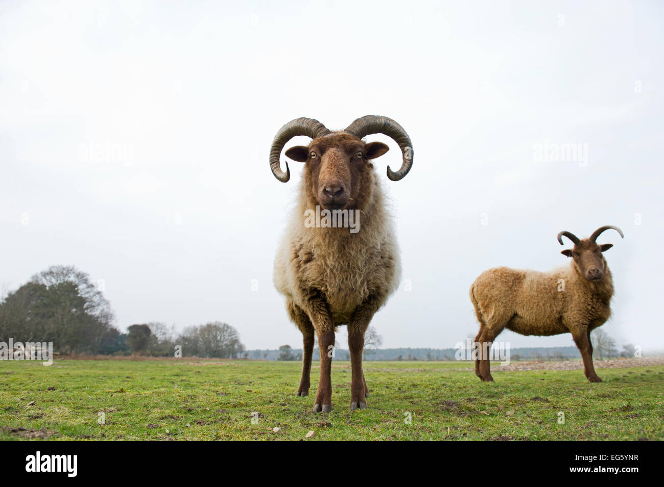 Manx loaghtan hi-res stock photography and images - Alamy