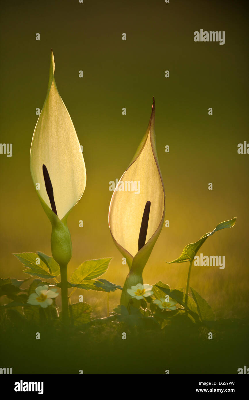 Wild arum arum maculatum in spring hi-res stock photography and images ...