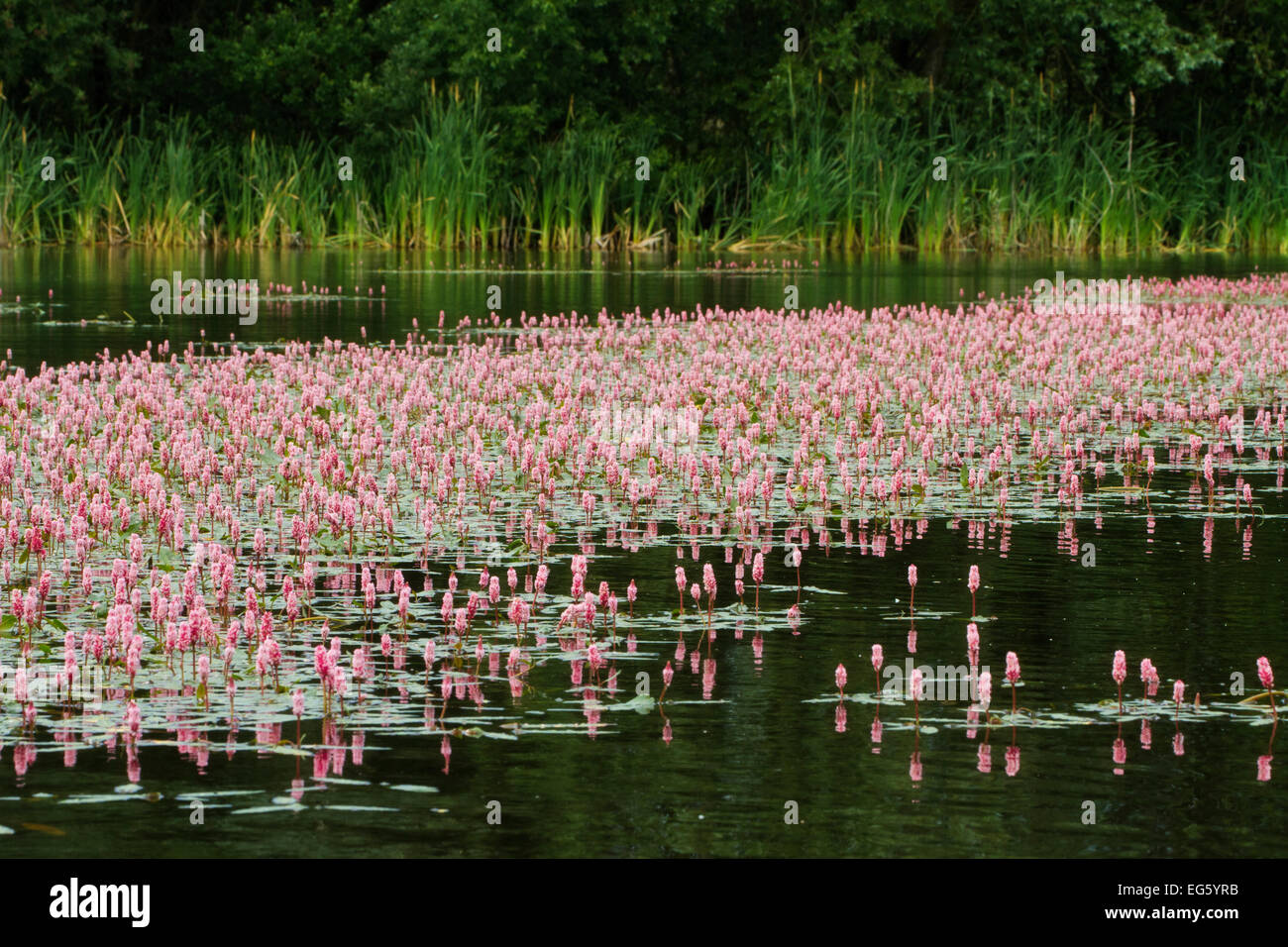 Amphibious bistort (Polygonum amphibium) in flower on lake, Westhay SWT ...