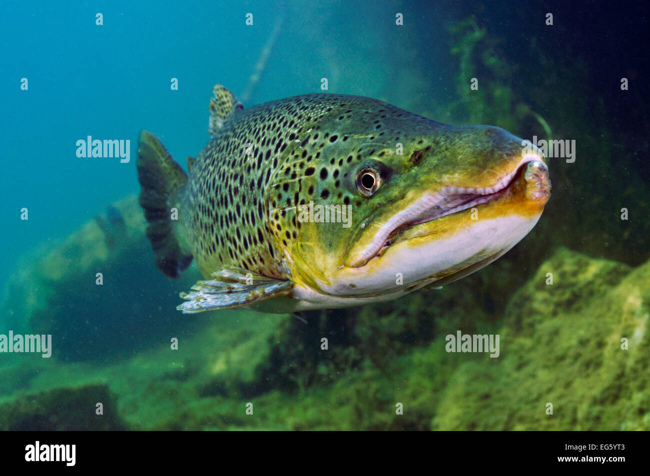Brown Trout (Salmo trutta) in disused quarry, Jackdaw Quarry ...