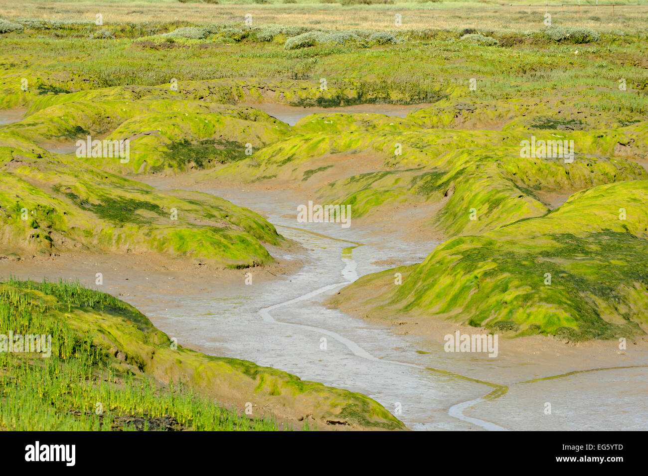 Common glasswort (Salicornia europaea) growing on regenerated saltmarsh ...