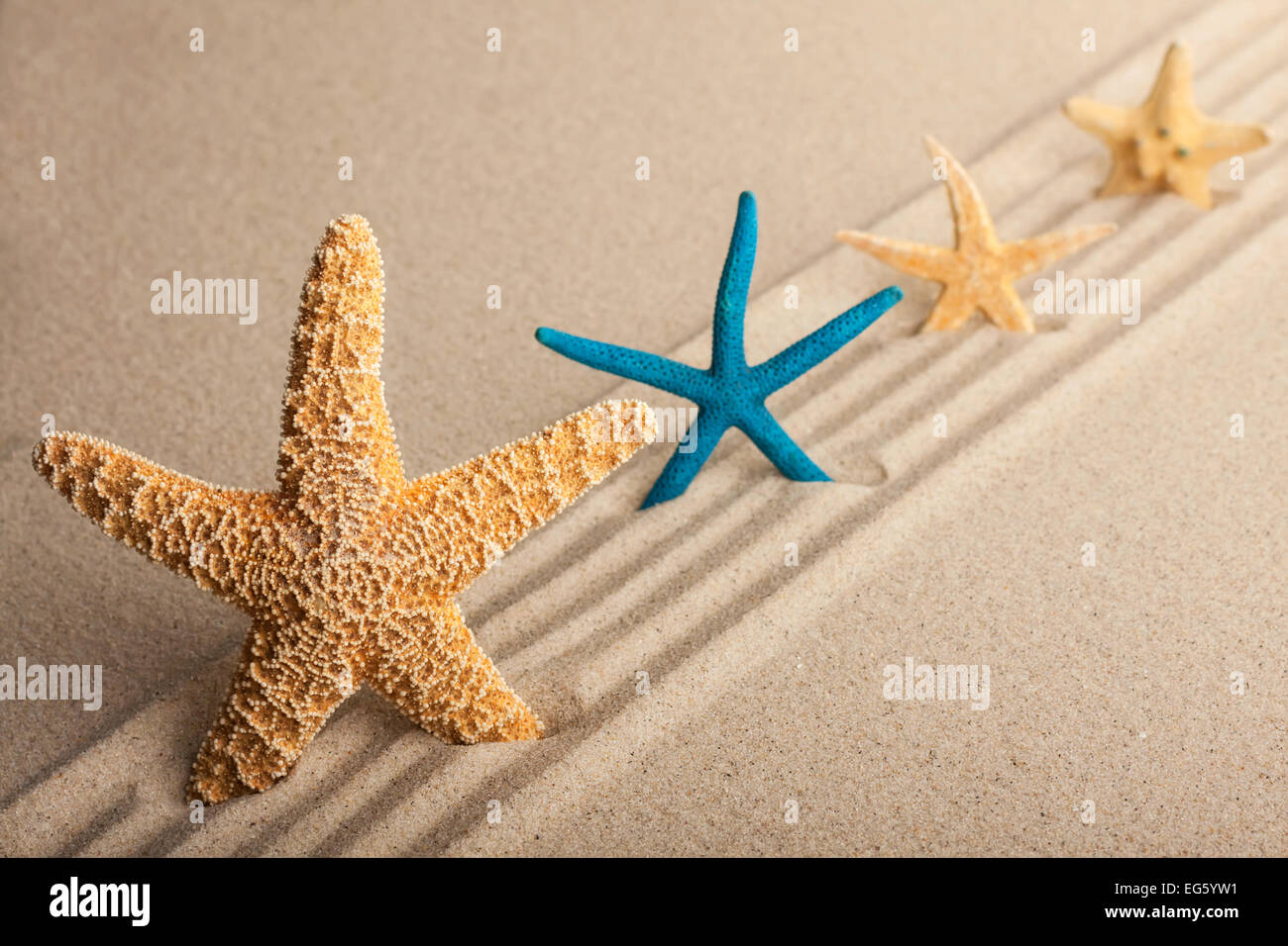 Four starfish in the sand on a background of direct lines Stock Photo ...