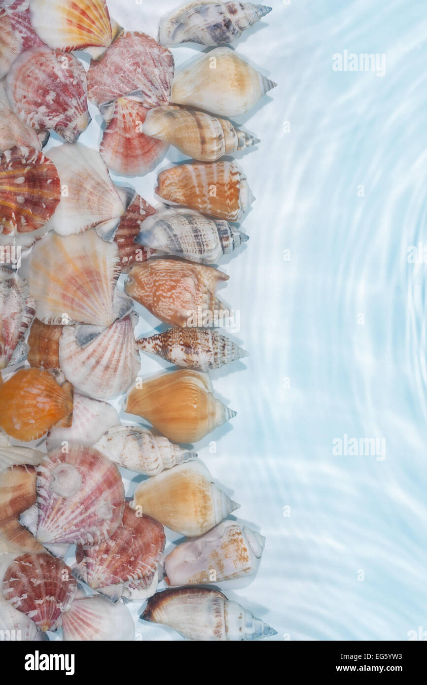 Sea shell line hi-res stock photography and images - Alamy