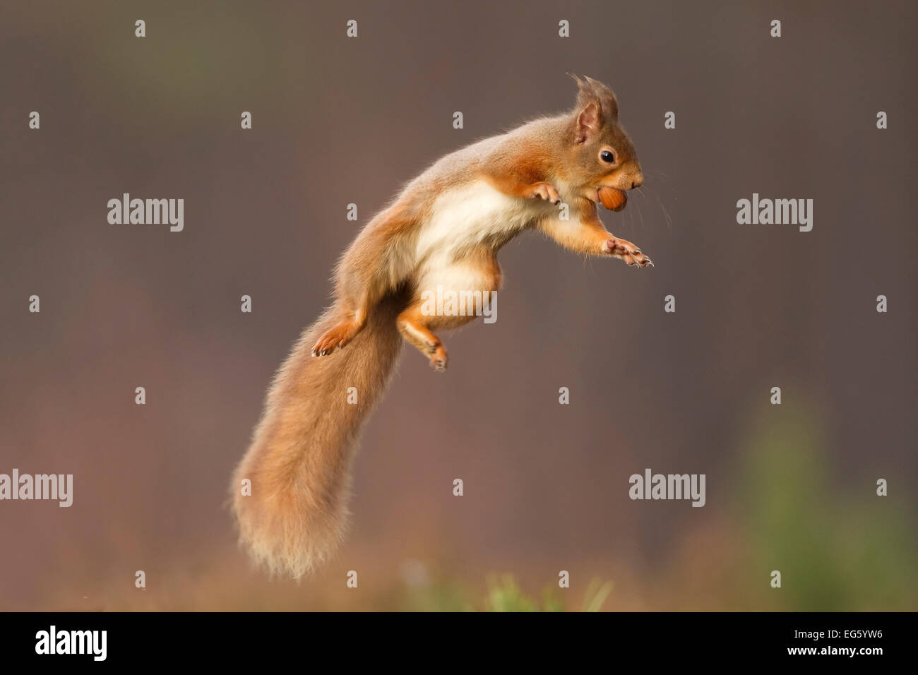 Jumping squirrels hi-res stock photography and images - Alamy