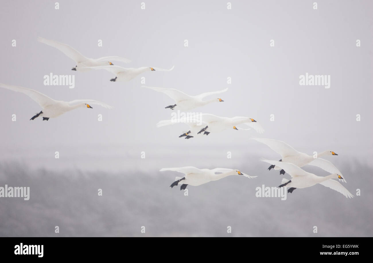 Fossil plate hi-res stock photography and images - Alamy