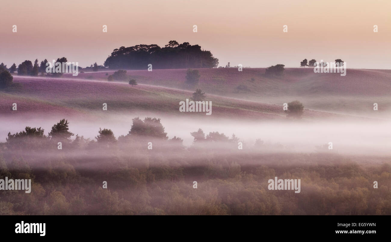 View over New Forest lowland heathland from Rockford Common at dawn ...