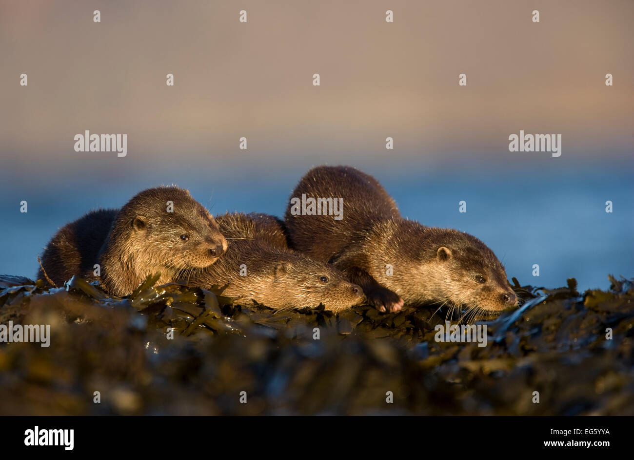 Three European river otters (Lutra lutra) resting on seaweed, Isle of ...
