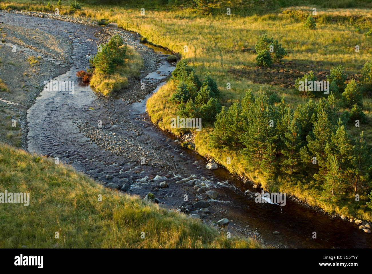 Scattered Scot's pine trees (Pinus sylvestris) beside the Dorback Burn ...