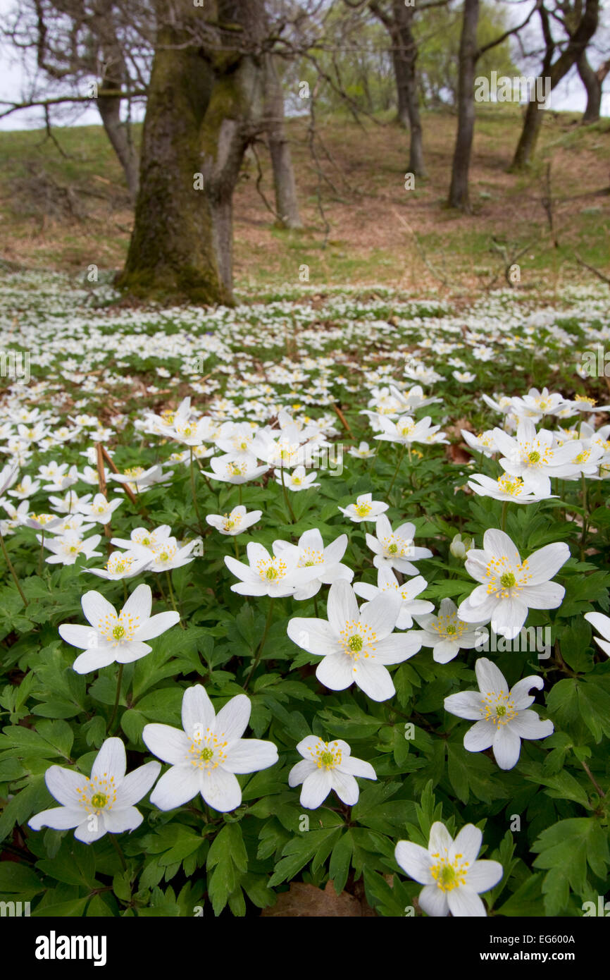 Wood anemones (Anemone nemorosa) growing in profusion on woodland floor ...