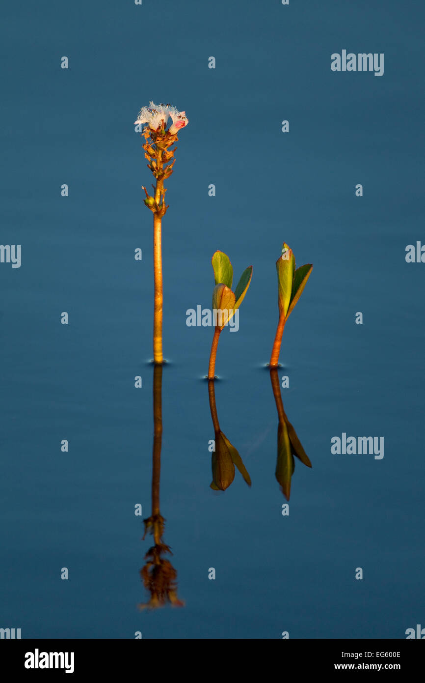 Bogbean / Buckbean (Menyanthes trifoliata) in flower in bog pool, Flow ...