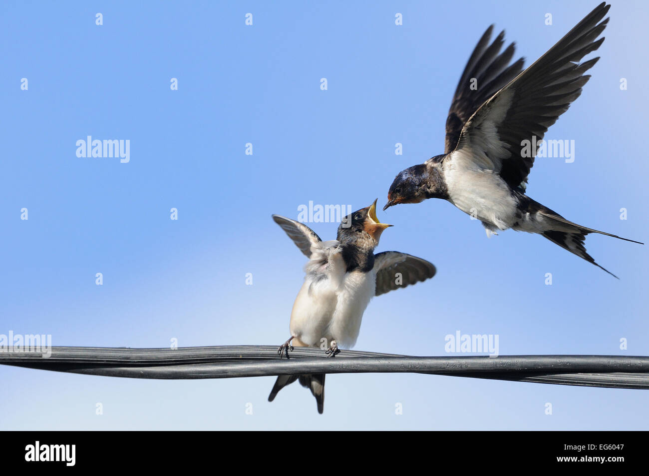 Humans feeding birds High Resolution Stock Photography and Images - Alamy