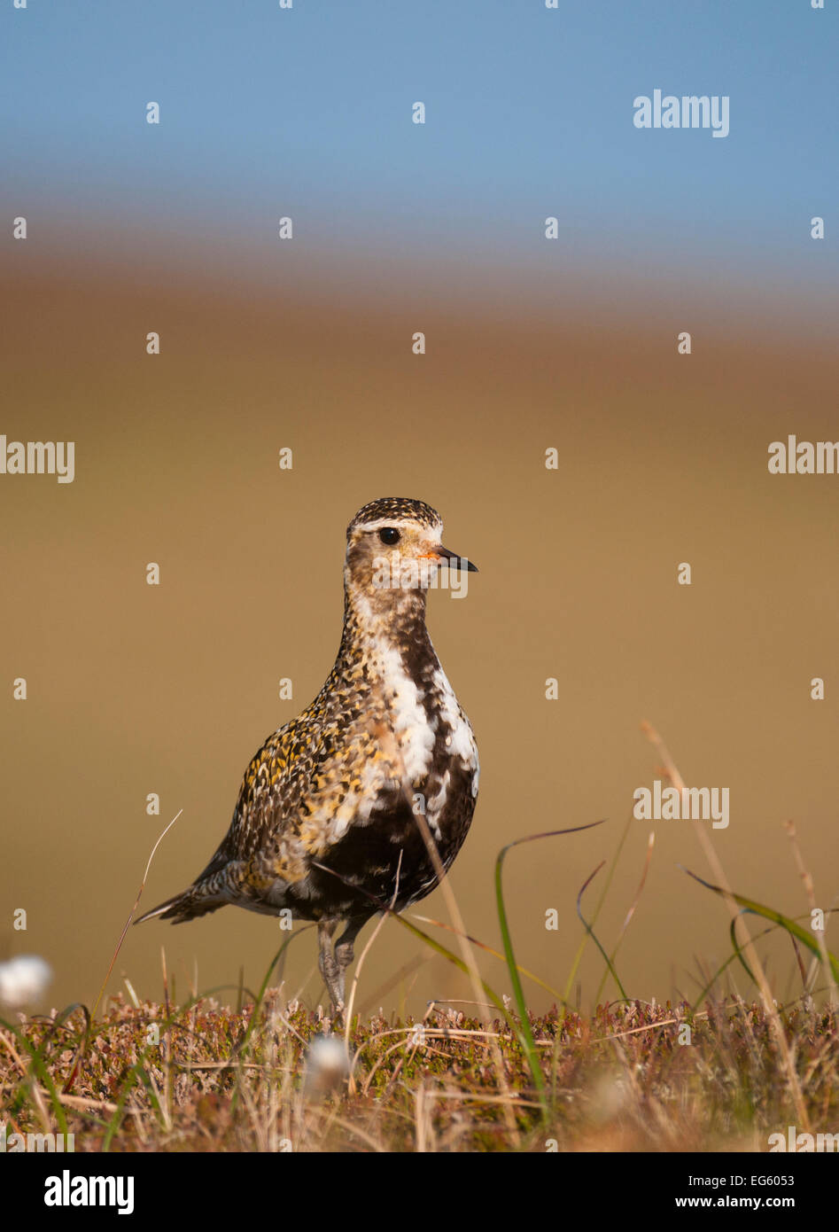 Breeding habitat is open wetlands hi-res stock photography and images ...