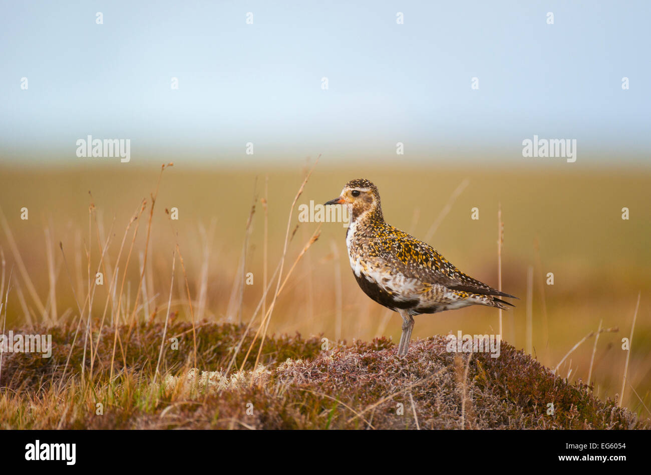Breeding habitat is open wetlands hi-res stock photography and images ...