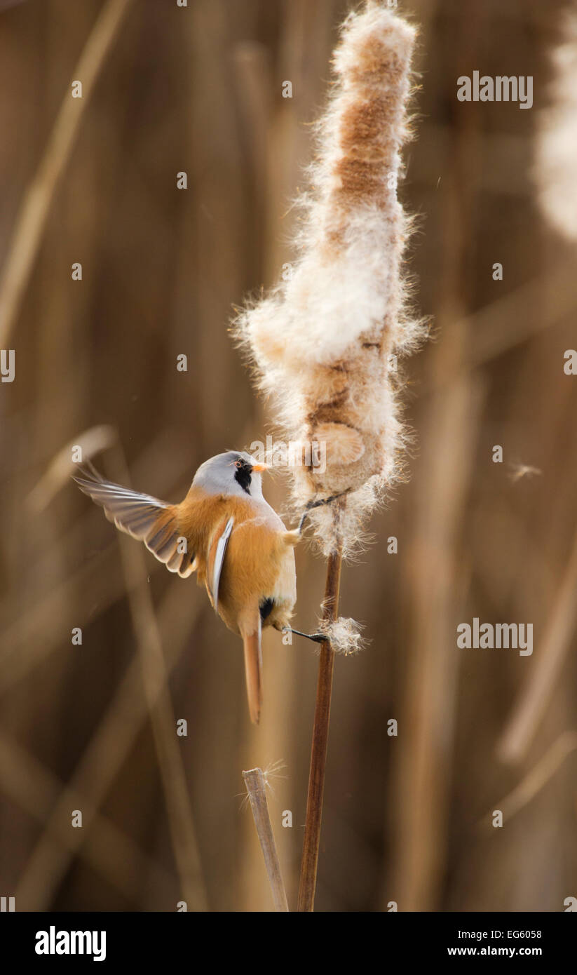Bearded tit / reedling / parrotbill (Panurus biarmicus) adult male ...