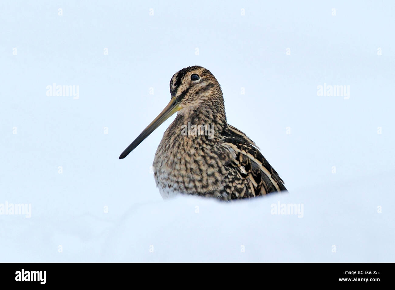 Common snipe wales hi-res stock photography and images - Alamy