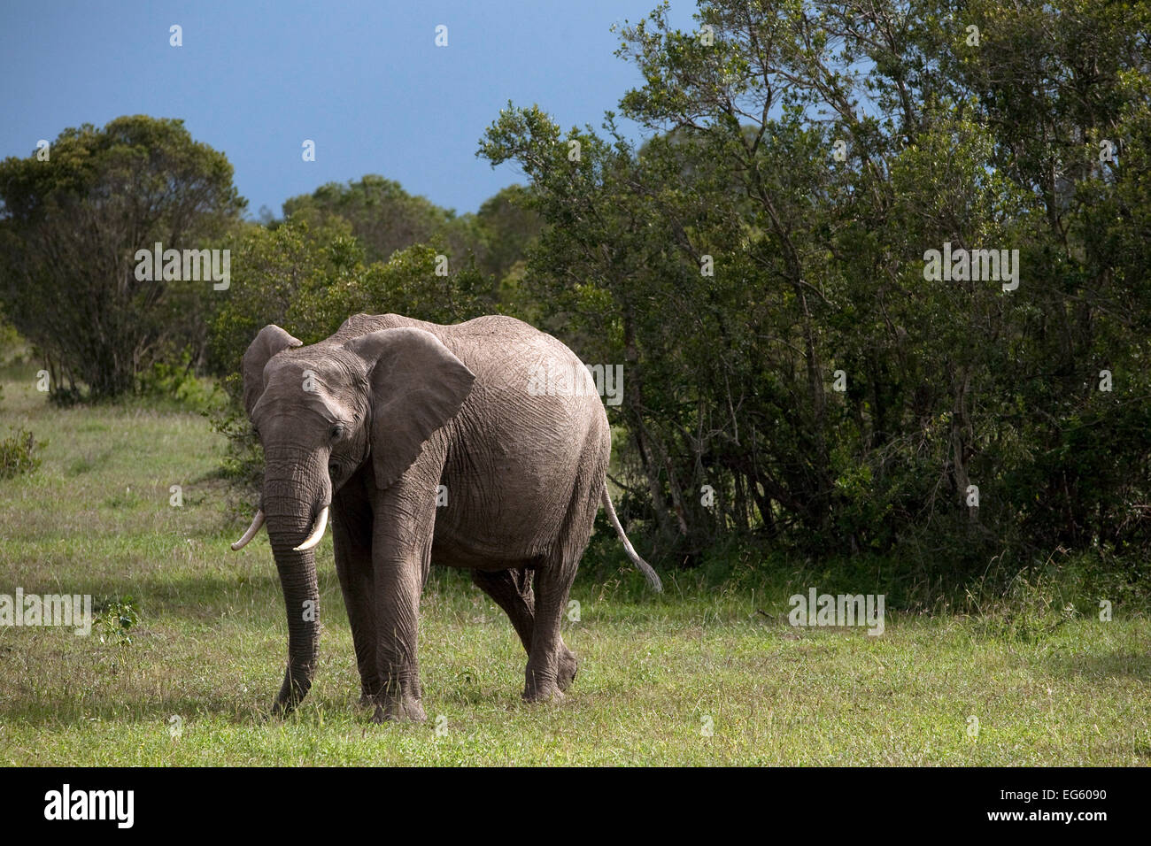 Elephant at the Ol Pejeta conservancy Stock Photo - Alamy