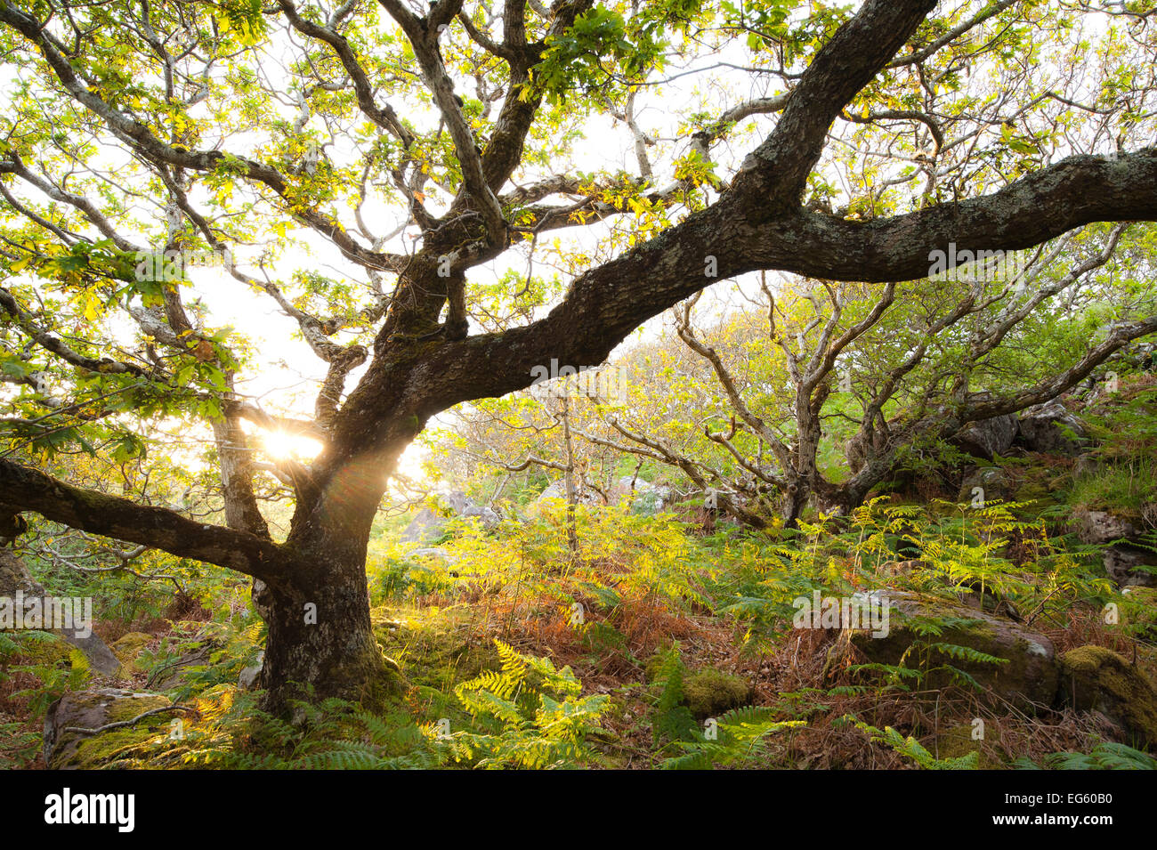 Atlantic oak wood (Quercus petraea), Achduart, Coigach and Assynt ...