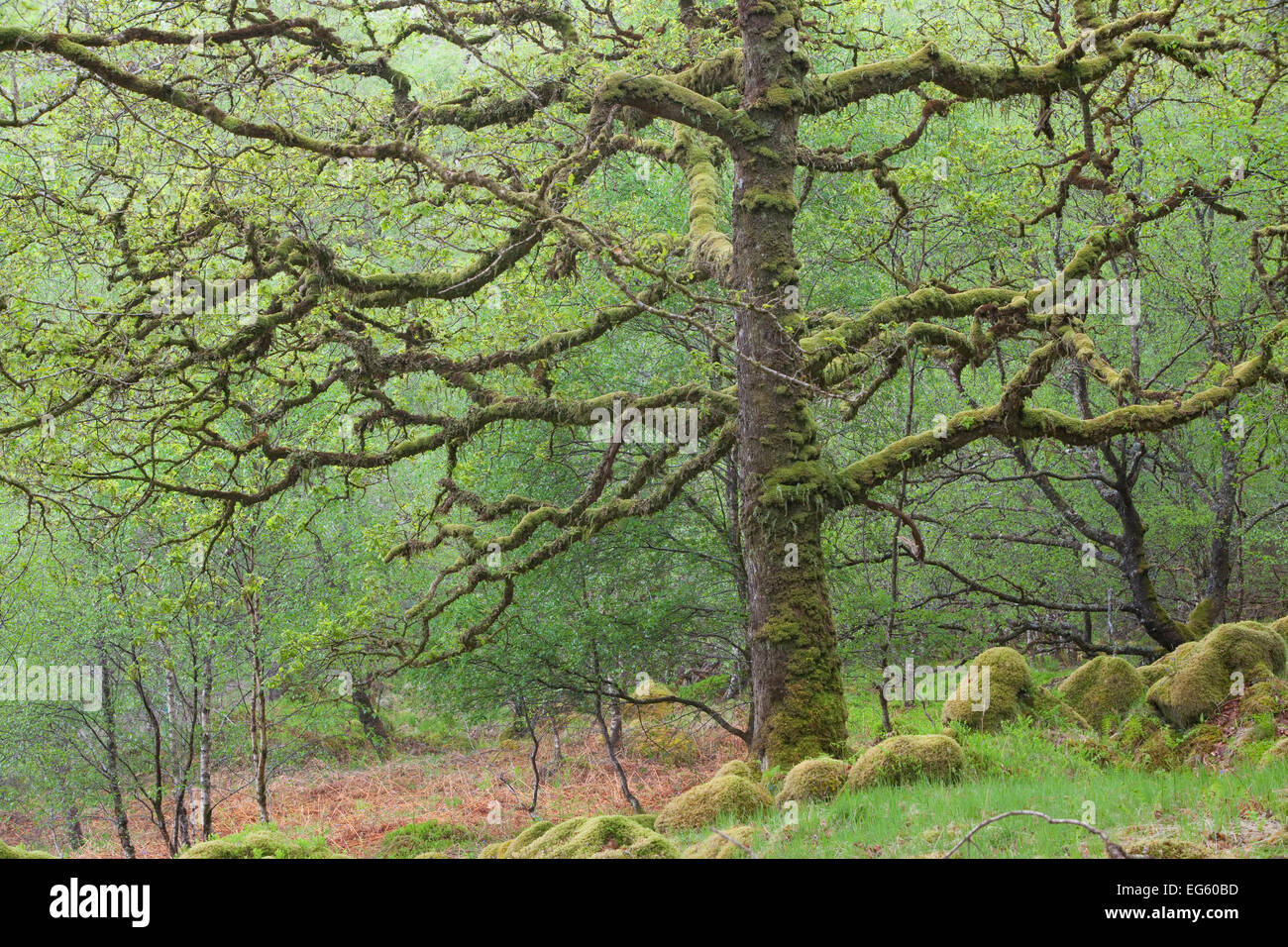 Sessile Oak tree (Quercus petraea) in spring, Sunart Oakwoods ...