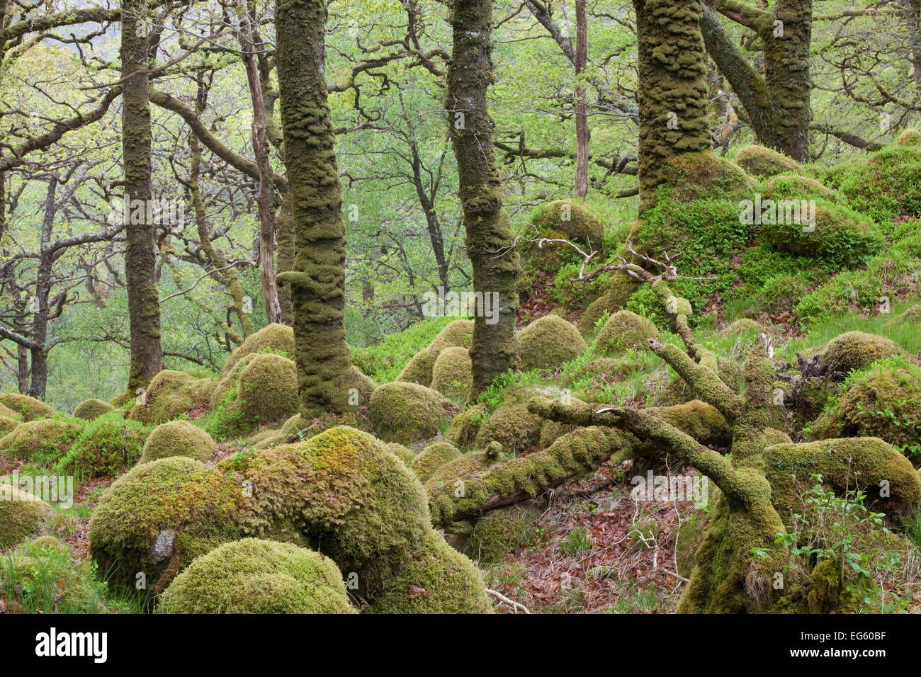 Sunart oakwoods, ardnamurchan hi-res stock photography and images - Alamy