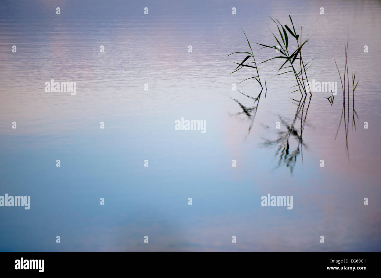 Common reeds {Phragmites communis}, reflected in water, Ham Wall (RSPB ...