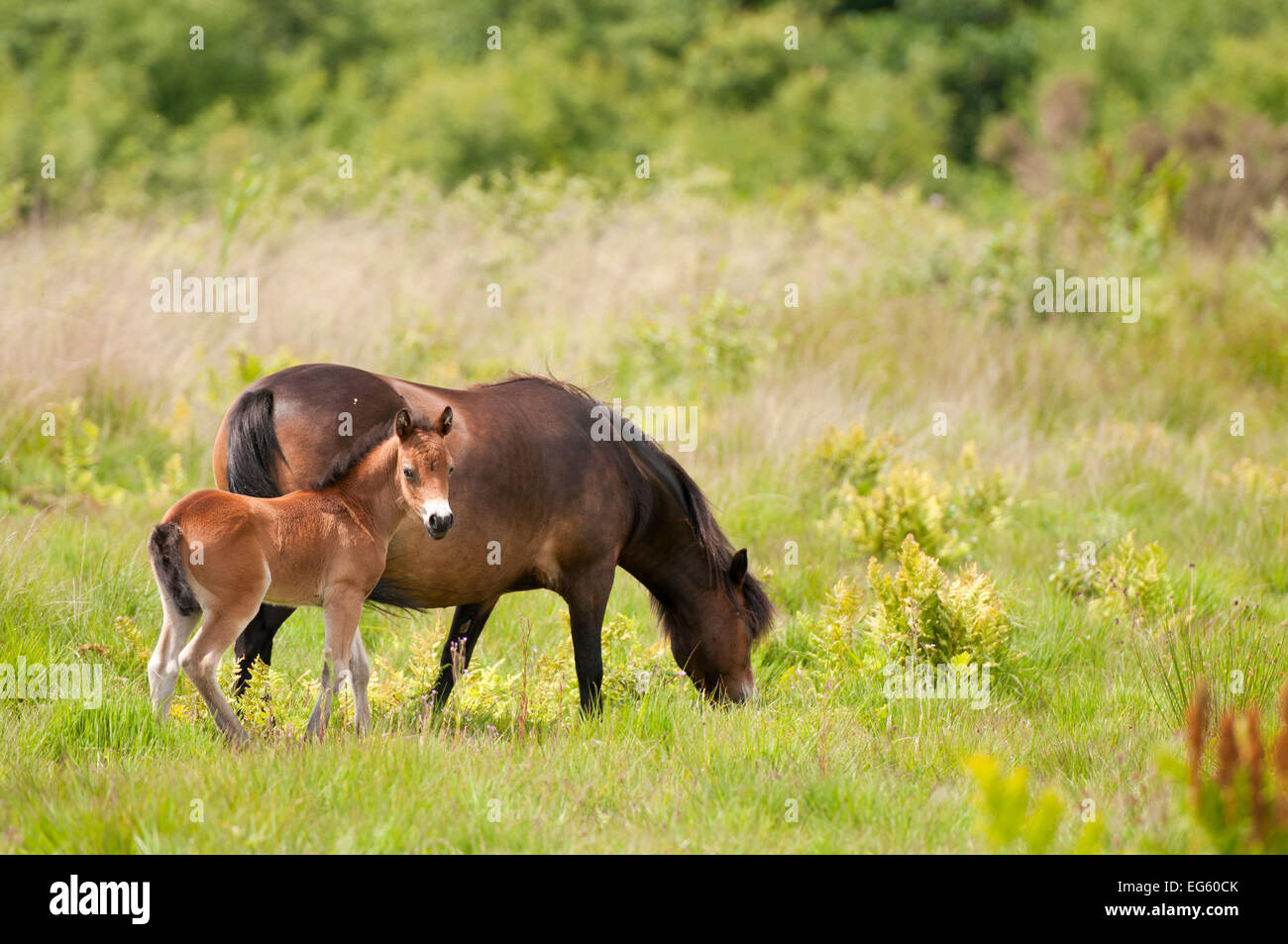 Exmoor pony and foal {Equus caballus}, released at Westhay (Somerset ...