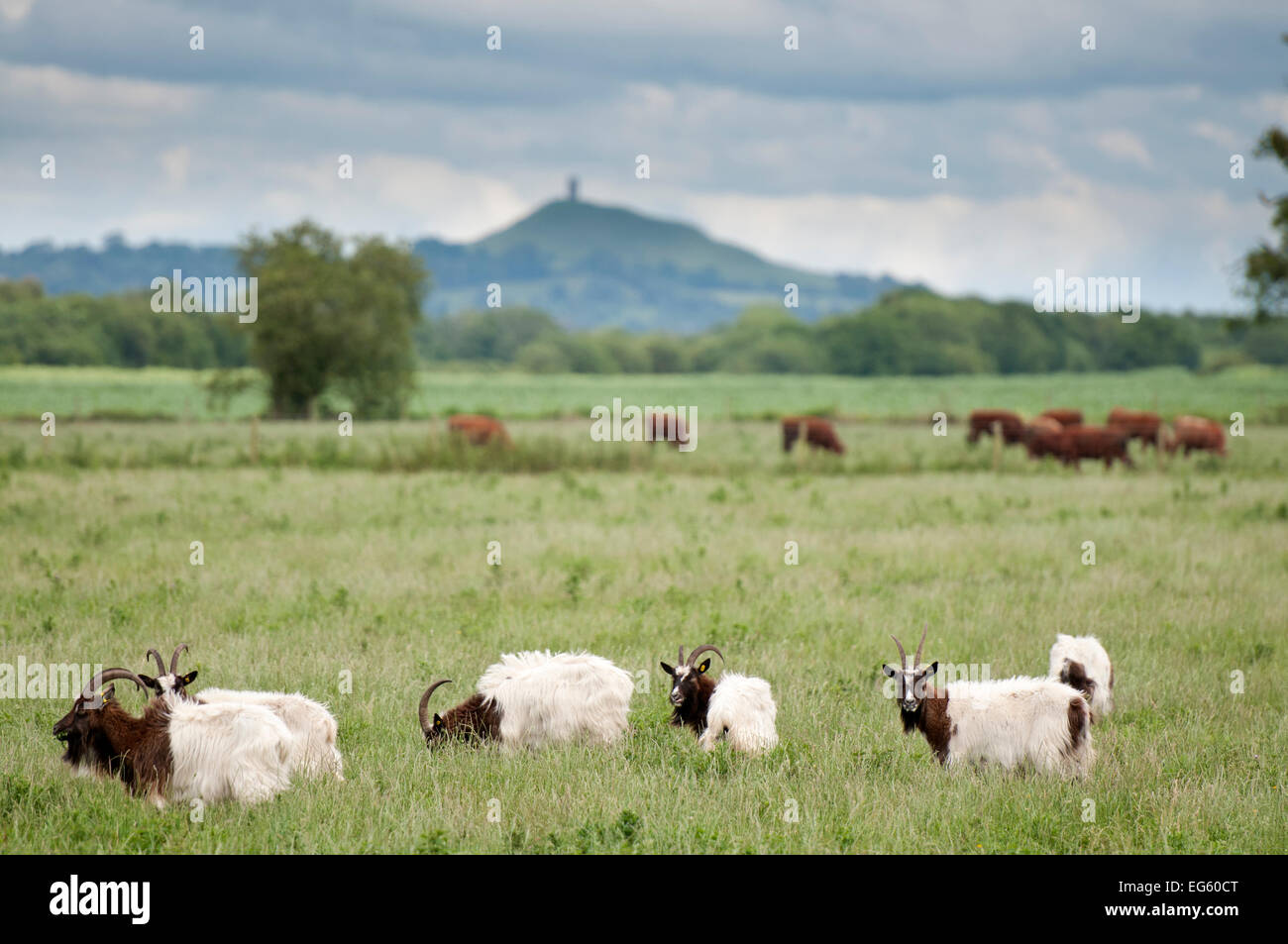 Goats and Cattle grazing on farmland at Shapwick Heath (Somerset ...