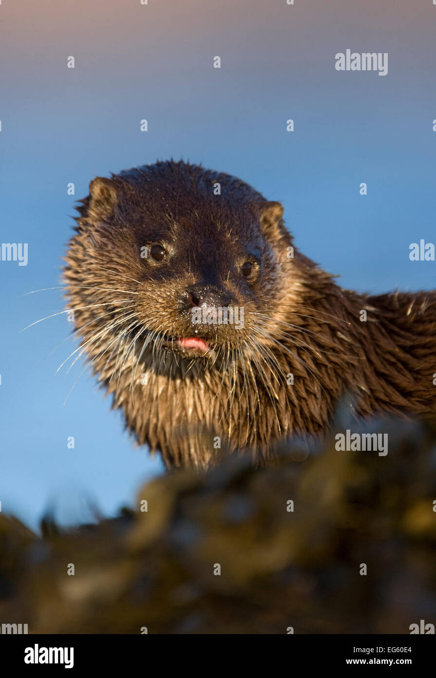 European river otter (Lutra lutra) resting amongst the seaweed, Isle of ...