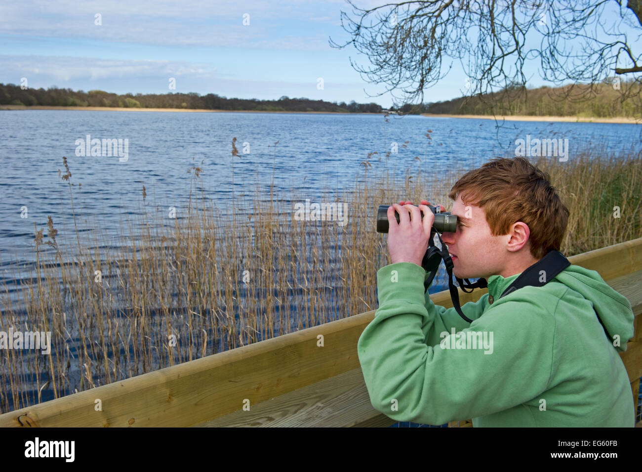 Boy birdwatching at Ormesby Little Broad, Trinity Broads, Norfolk ...