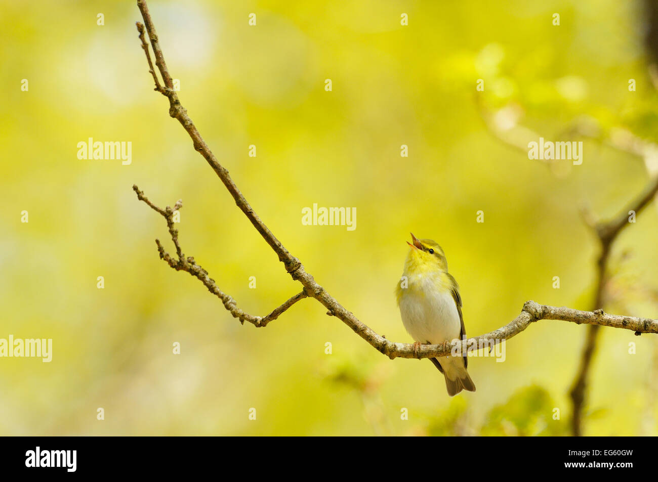 Wood Warbler (Phylloscopus sibilatrix) singing from an oak tree ...