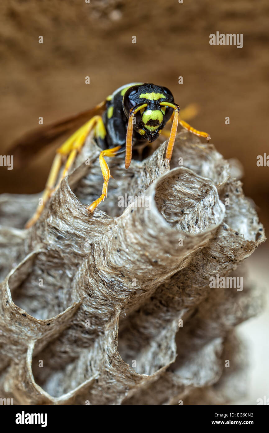 Paper wasp nest Stock Photo - Alamy