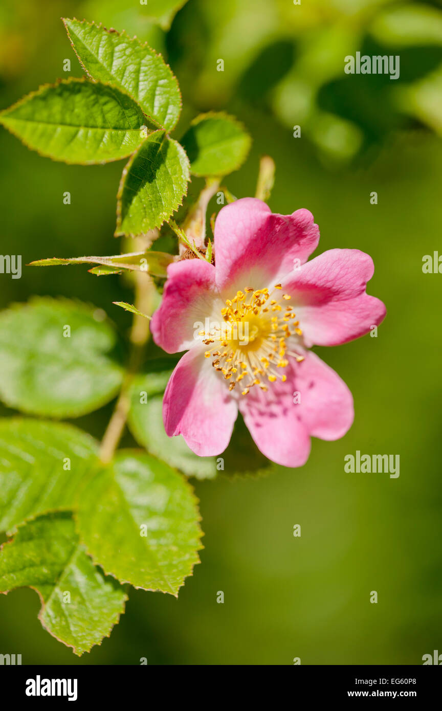Dog rose {Rosa canina} flowering in healthy hedgerow, Denmark Farm ...