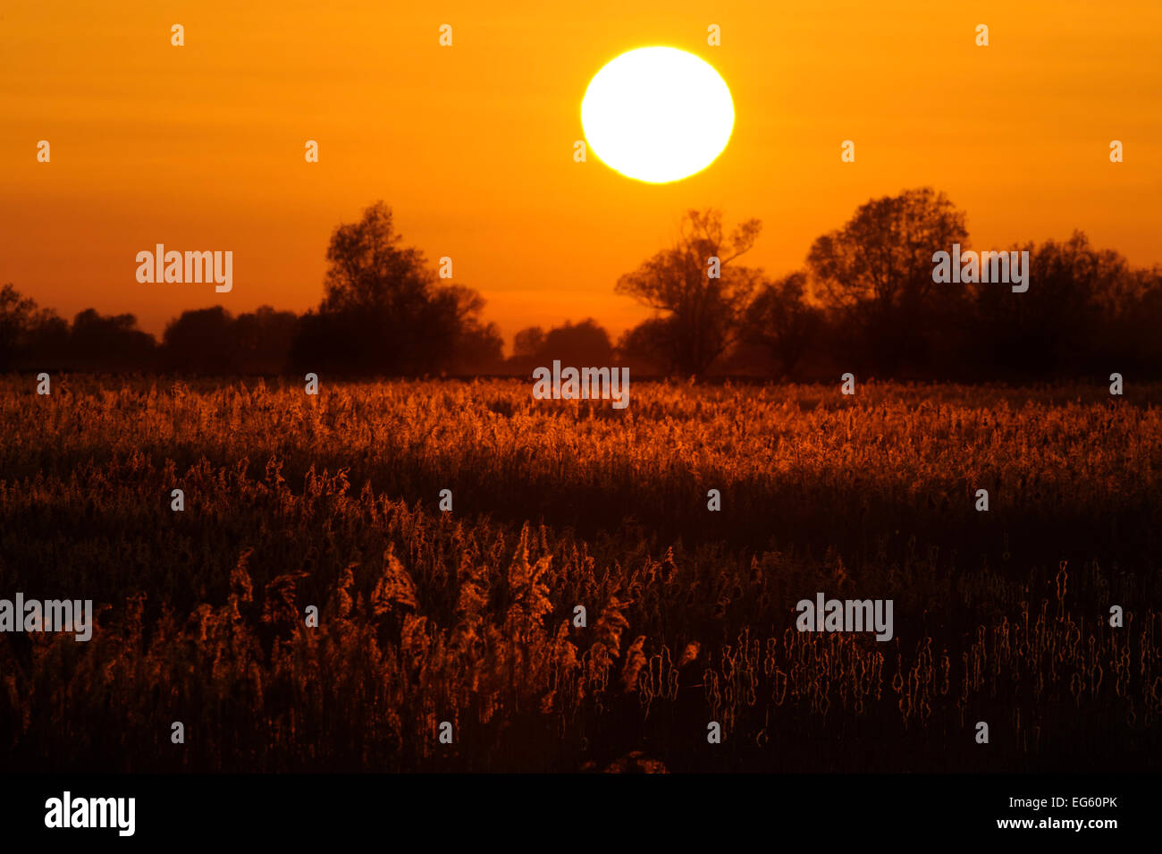 Reed beds on Joist Fen at sunset, Lakenheath Fen RSPB Reserve, Suffolk ...